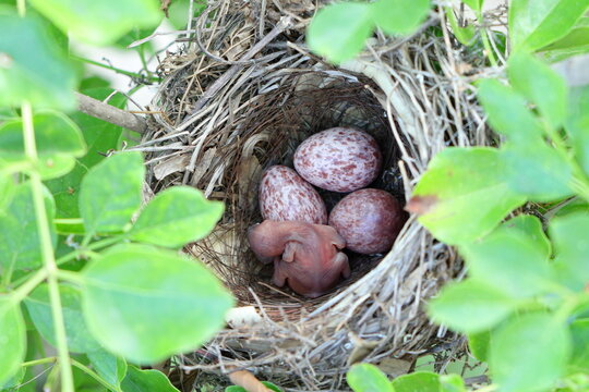 鳥の巣 Images – Browse 605 Stock Photos, Vectors, and Video | Adobe Stock