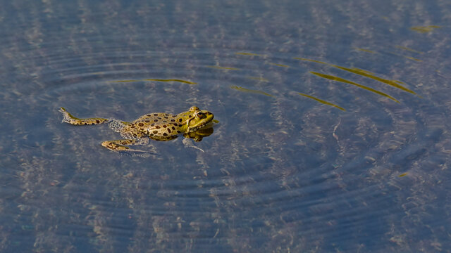 รูปภาพSalientia – เลือกดูภาพถ่ายสต็อก เวกเตอร์ และวิดีโอ5,348 | Adobe Stock