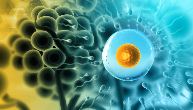 "Human Reproduction" Images – Browse 459 Stock Photos, Vectors, and ...