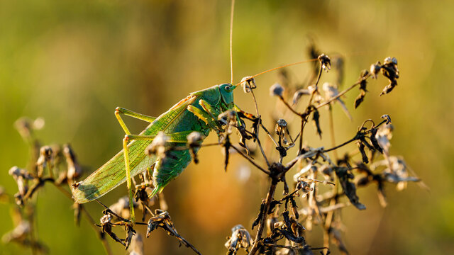 Tettigoniidae Bilder – Durchsuchen 10,223 Archivfotos, Vektorgrafiken ...
