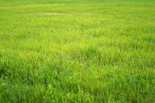 รูปภาพGrass-Plot – เลือกดูภาพถ่ายสต็อก เวกเตอร์ และวิดีโอ1,459 | Adobe ...