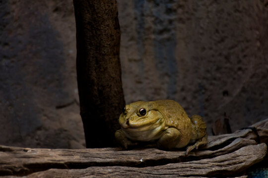 รูปภาพSalientia – เลือกดูภาพถ่ายสต็อก เวกเตอร์ และวิดีโอ5,348 | Adobe Stock