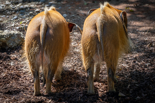 Bushpig Bilder – Durchsuchen 478 Archivfotos, Vektorgrafiken und Videos ...