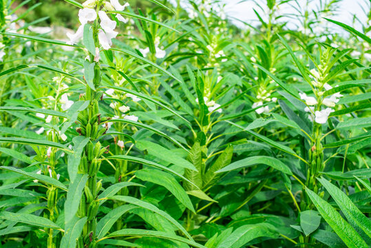 Sesame Plant Images – Browse 25,751 Stock Photos, Vectors, and Video ...