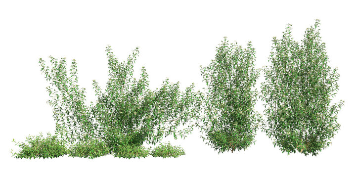 Bushes On White Background Images – Browse 565,447 Stock Photos ...
