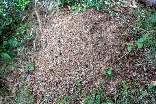 Fourmilière Images – Browse 232 Stock Photos, Vectors, and Video ...