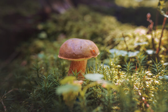 Maronenpilz Bilder – Durchsuchen 3,794 Archivfotos, Vektorgrafiken und ...