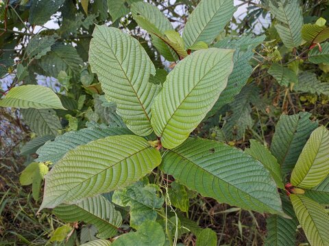 รูปภาพKetum – เลือกดูภาพถ่ายสต็อก เวกเตอร์ และวิดีโอ259 | Adobe Stock