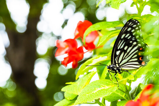 特定外来生物 Images – Browse 604 Stock Photos, Vectors, and Video | Adobe Stock