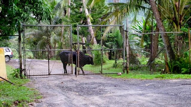 Pohnpei Imagens – Procure 918 fotos, vetores e vídeos | Adobe Stock