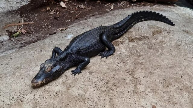 "Cuvier's Dwarf Caiman" Bilder – Durchsuchen 352 Archivfotos ...