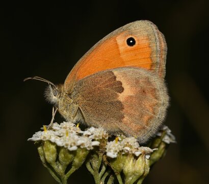 Pamphilus Images – Browse 708 Stock Photos, Vectors, and Video | Adobe ...