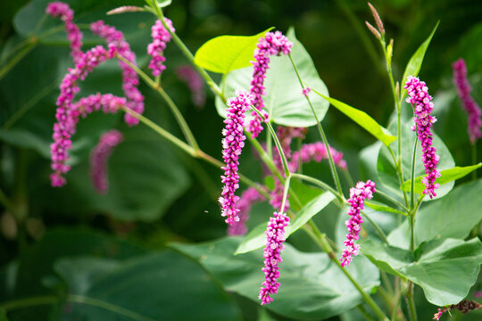 "Polygonum Orientale" Images – Browse 213 Stock Photos, Vectors, and ...