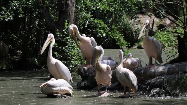 「Avialae」の画像 - 500 件の Stock 写真、ベクターおよびビデオ | Adobe Stock
