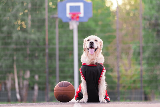 Dogs Playing Basketball