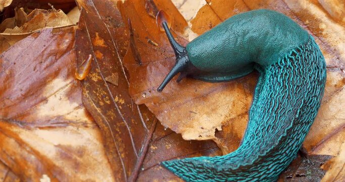 Slug Images – Browse 779,518 Stock Photos, Vectors, and Video | Adobe Stock