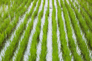 20+ Free rice field images | Free HD Downloads - Pikwizard