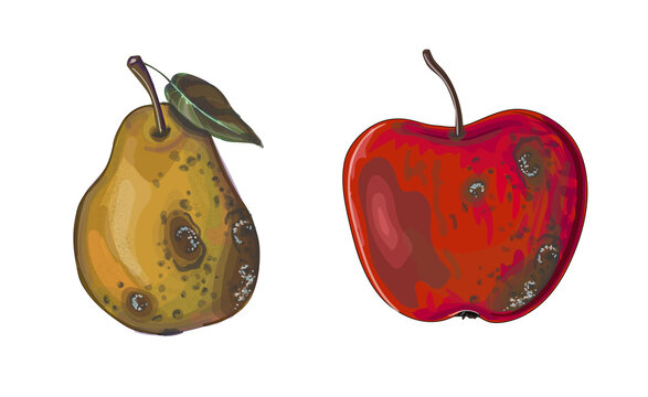 Rotten Vector Images – Browse 65,242 Stock Photos, Vectors, and Video ...