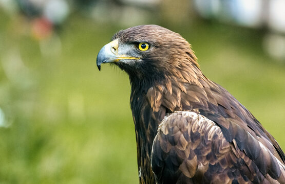 Gold Eagle Symbol Images – Browse 20,166 Stock Photos, Vectors, and ...