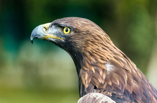 Gold Eagle Symbol Images – Browse 20,166 Stock Photos, Vectors, and ...