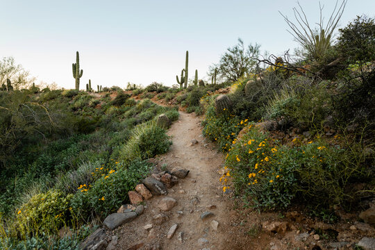 "Desert Trail" Images – Browse 386 Stock Photos, Vectors, and Video ...