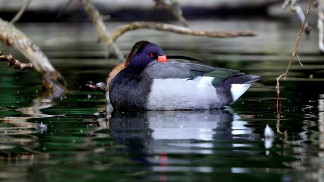 Netta Images – Browse 5,602 Stock Photos, Vectors, and Video | Adobe Stock