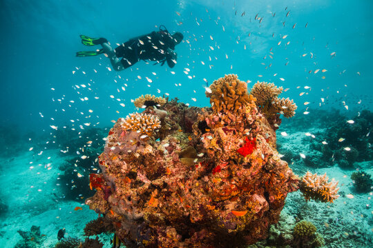 รูปภาพReefscape – เลือกดูภาพถ่ายสต็อก เวกเตอร์ และวิดีโอ1,930 | Adobe Stock