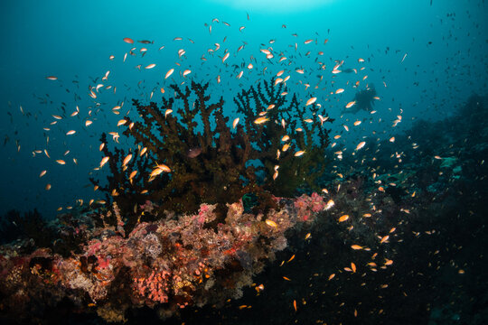 รูปภาพReefscape – เลือกดูภาพถ่ายสต็อก เวกเตอร์ และวิดีโอ1,930 | Adobe Stock