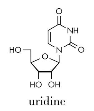 Uridin Bilder – Durchsuchen 170 Archivfotos, Vektorgrafiken und Videos ...