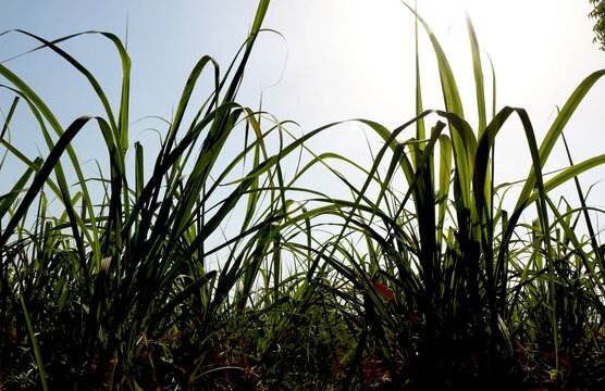 "Sugar Cane Plant" Bilder – Durchsuchen 203 Archivfotos, Vektorgrafiken ...
