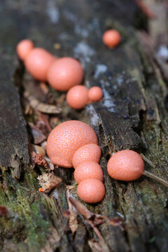 Aethalium Images – Browse 51 Stock Photos, Vectors, and Video | Adobe Stock