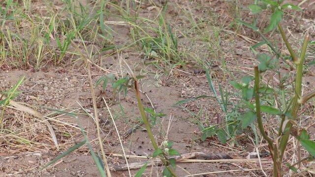 "Ant Path" Images – Browse 24 Stock Photos, Vectors, and Video | Adobe Stock