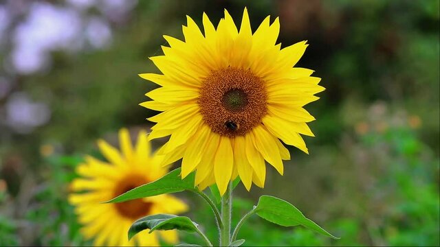 Heliotropic Images – Browse 127 Stock Photos, Vectors, and Video ...