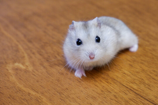 Hamsterbacken Bilder – Durchsuchen 1,862 Archivfotos, Vektorgrafiken ...