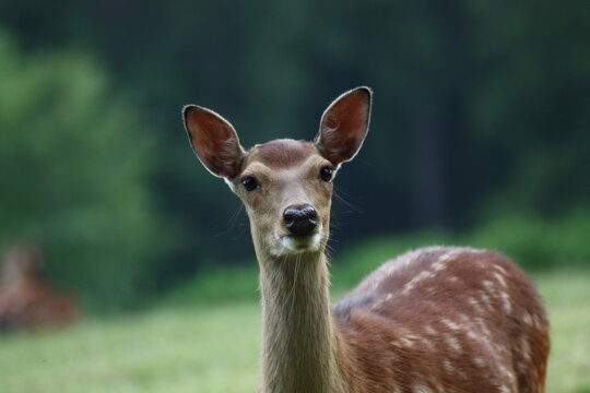 Rehaugen Bilder – Durchsuchen 4,318 Archivfotos, Vektorgrafiken und ...