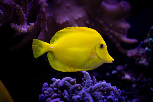 Doktorfisch Images – Browse 475 Stock Photos, Vectors, and Video ...