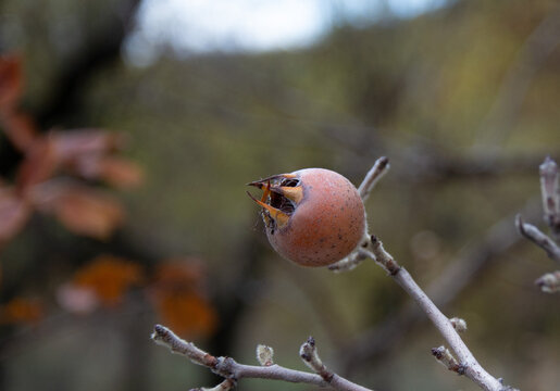 Azarole 画像 - 参照 106 Stock 写真、ベクターおよびビデオ | Adobe Stock