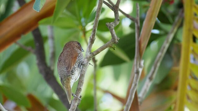 รูปภาพStemp – เลือกดูภาพถ่ายสต็อก เวกเตอร์ และวิดีโอ830 | Adobe Stock