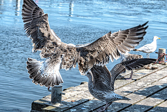 Ailes 이미지 – 찾아보기 52,345 스톡 사진, 벡터 및 비디오 | Adobe Stock