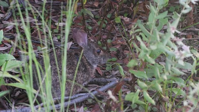 "Marsh Rabbit" Images – Browse 244 Stock Photos, Vectors, and Video ...