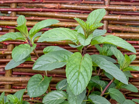 Minzen bilder – Bläddra bland 1,320 stockfoton, vektorer och videor ...