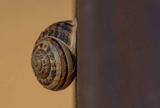 Gasteropode Bilder – Durchsuchen 509 Archivfotos, Vektorgrafiken und ...