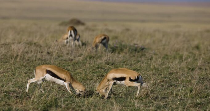 "Thomson's Gazelle" Images – Browse 2,747 Stock Photos, Vectors, and ...