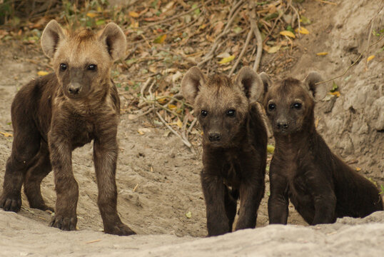 Hyen Bilder – Durchsuchen 131 Archivfotos, Vektorgrafiken und Videos ...