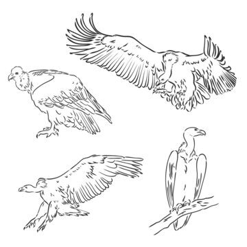 Flying Vulture Drawing