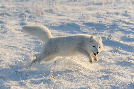 Arctic Fox Running Images – Browse 653 Stock Photos, Vectors, and Video ...