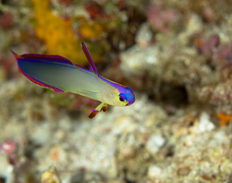 Dartfish-Bilder: Stock-Fotos & -Videos. | Adobe Stock