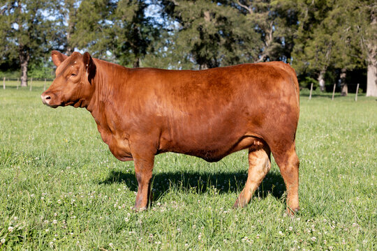 รูปภาพVaquilla – เลือกดูภาพถ่ายสต็อก เวกเตอร์ และวิดีโอ242 | Adobe Stock