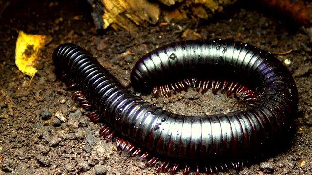 "Giant Millipede" Bilder – Durchsuchen 462 Archivfotos, Vektorgrafiken ...