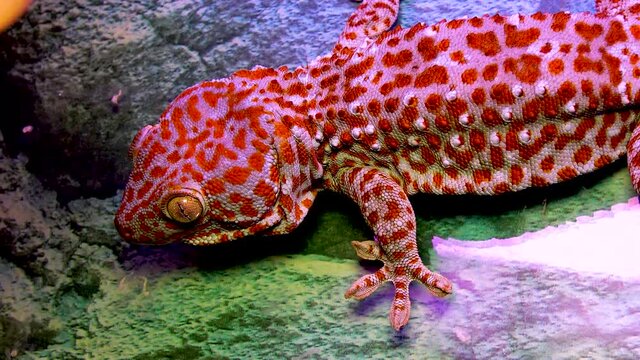 Imágenes de Gecko Skin: descubre bancos de fotos, ilustraciones ...